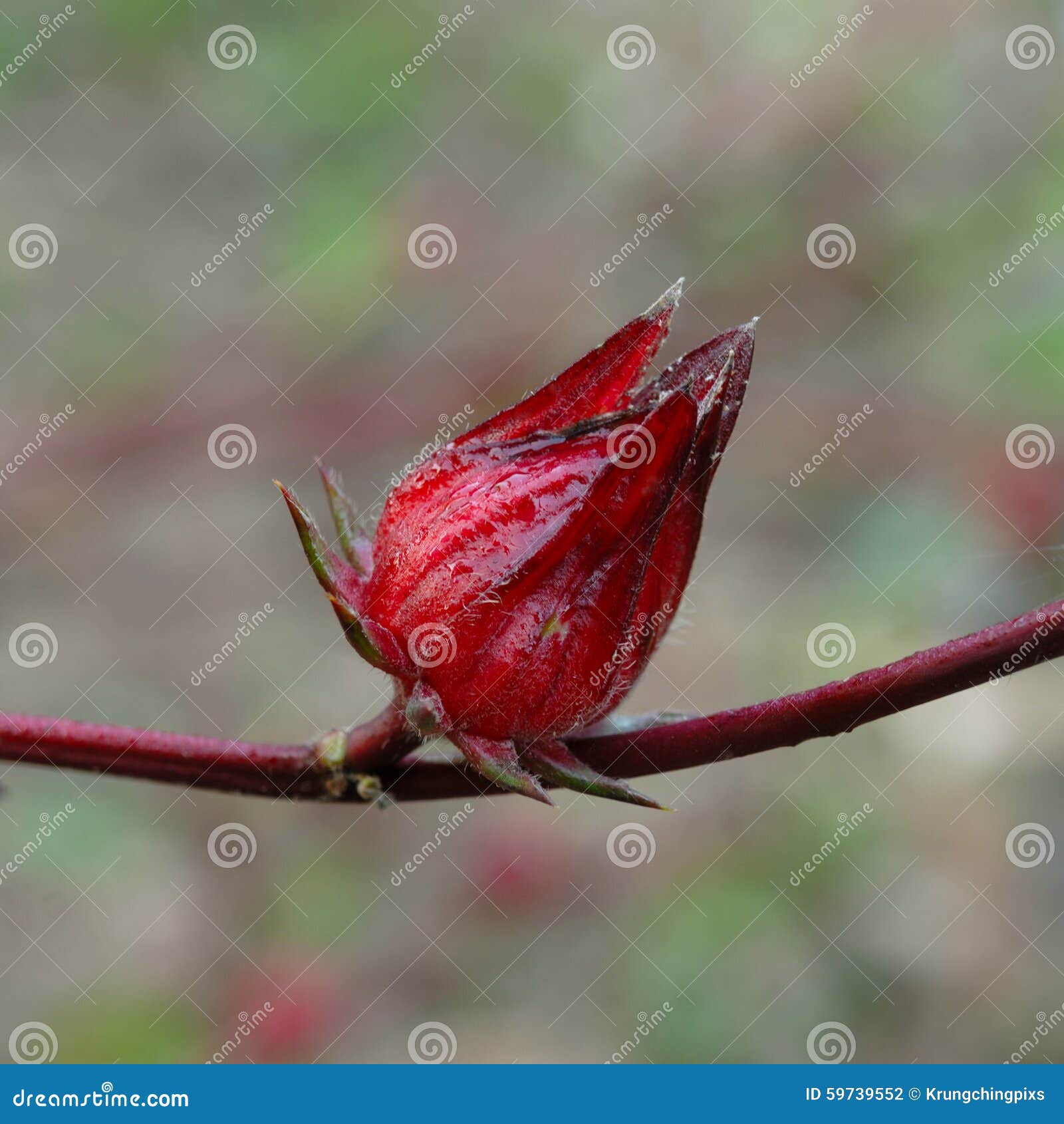 Roselle fruits stock photo. Image of botanical, tropical - 59739552