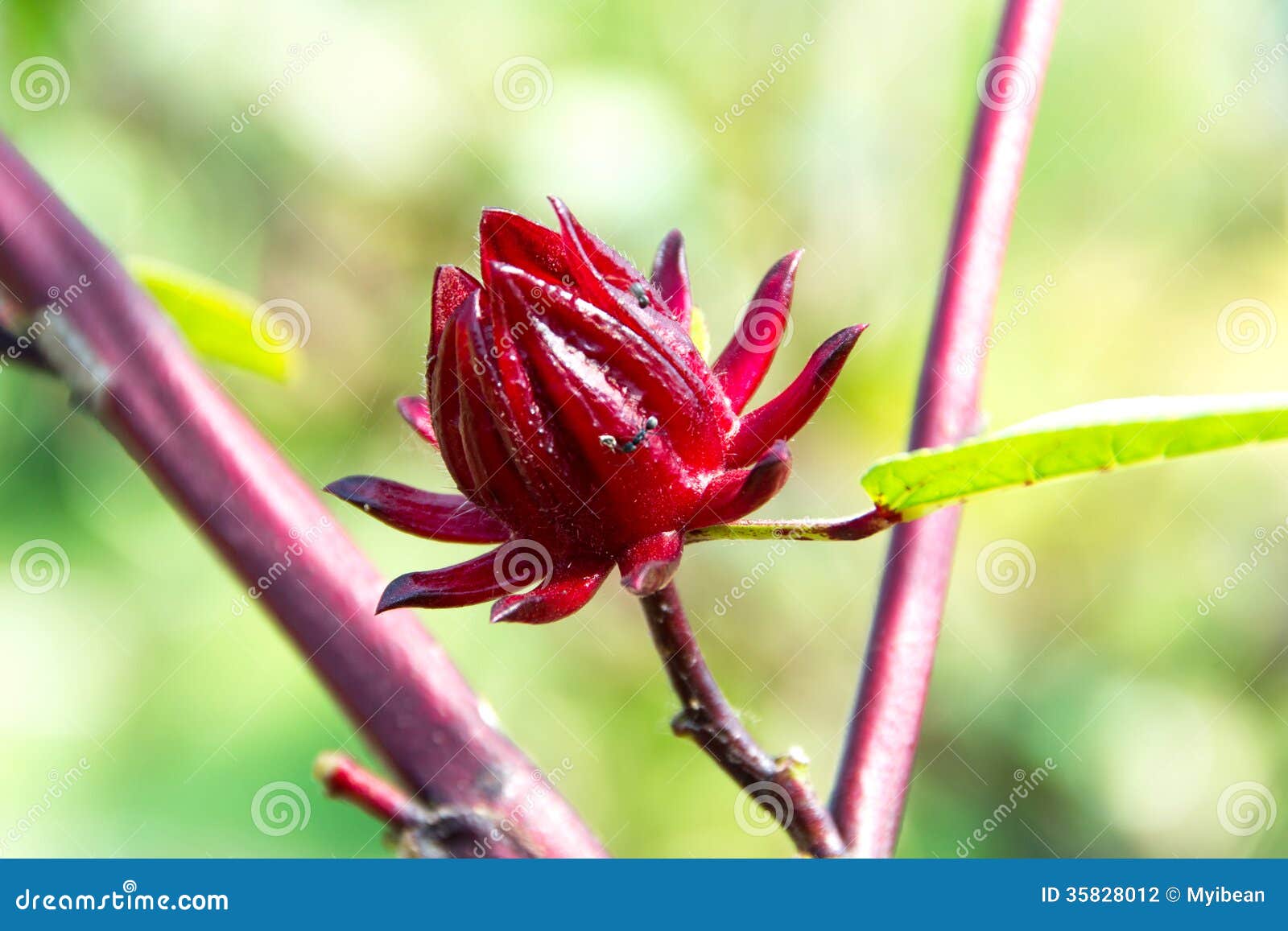 Roselle fruits stock photo. Image of isolated, asian - 35828012