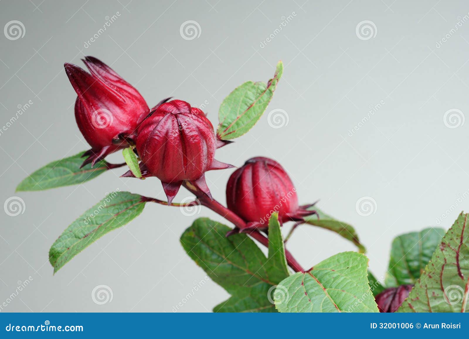 Roselle fruits on tree stock photo. Image of national - 32001006