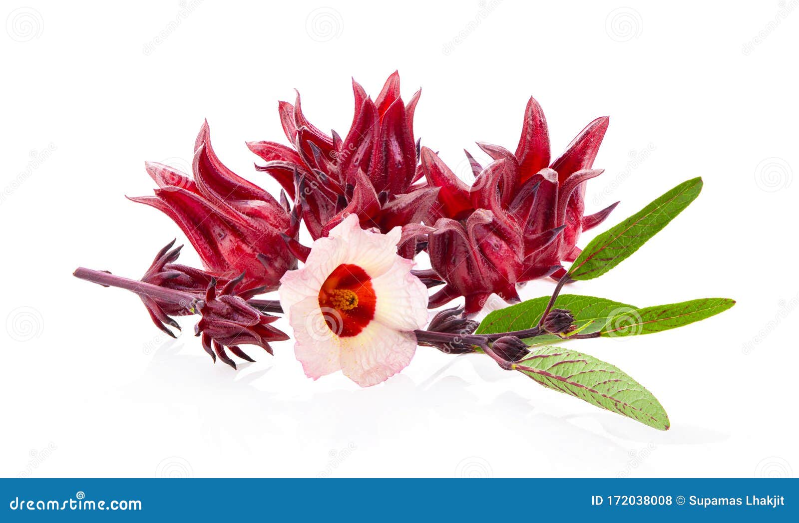 Roselle Hibiscus with Leaf on White Stock Photo - Image of sour, sweet ...