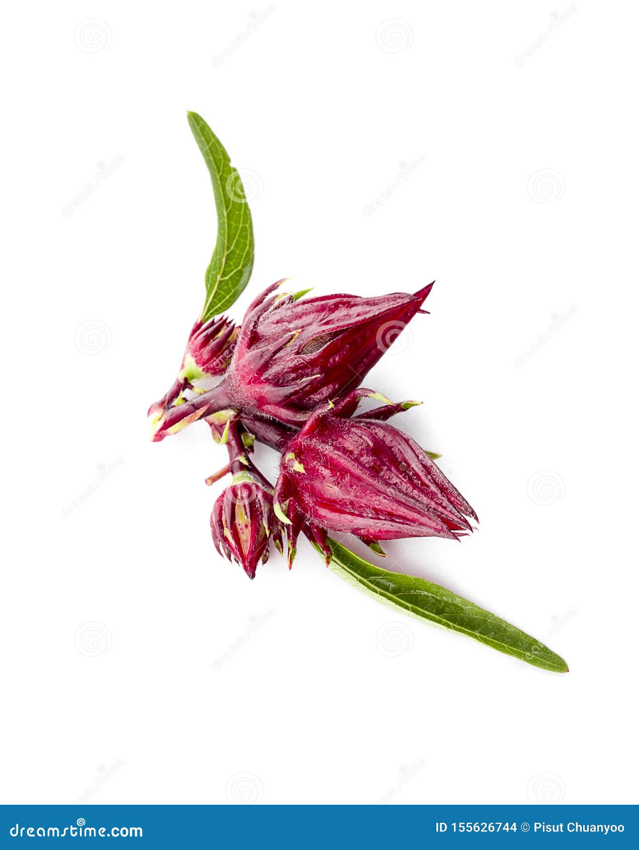 Roselle Hibiscus Sabdariffa Red Fruit Flower On White Background Stock ...