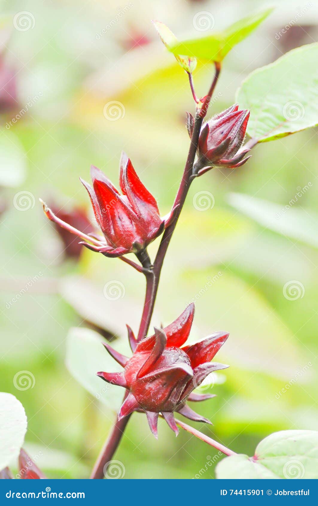 Roselle Plant in the Garden Stock Image - Image of garden, beauty: 74415901