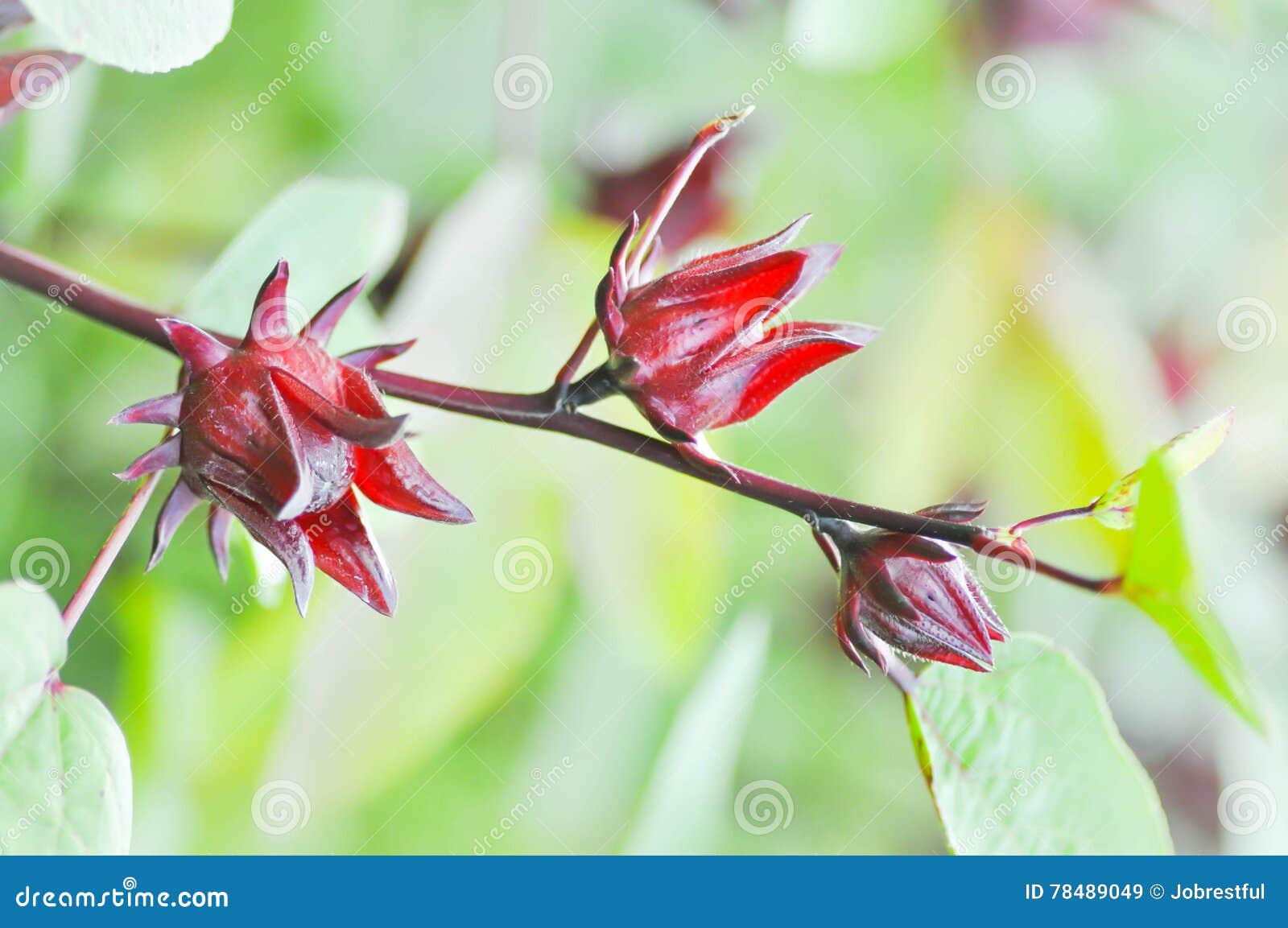 Roselle Plant ,red Sorrel or Hibiscus Sabdariffa Stock Image - Image of ...