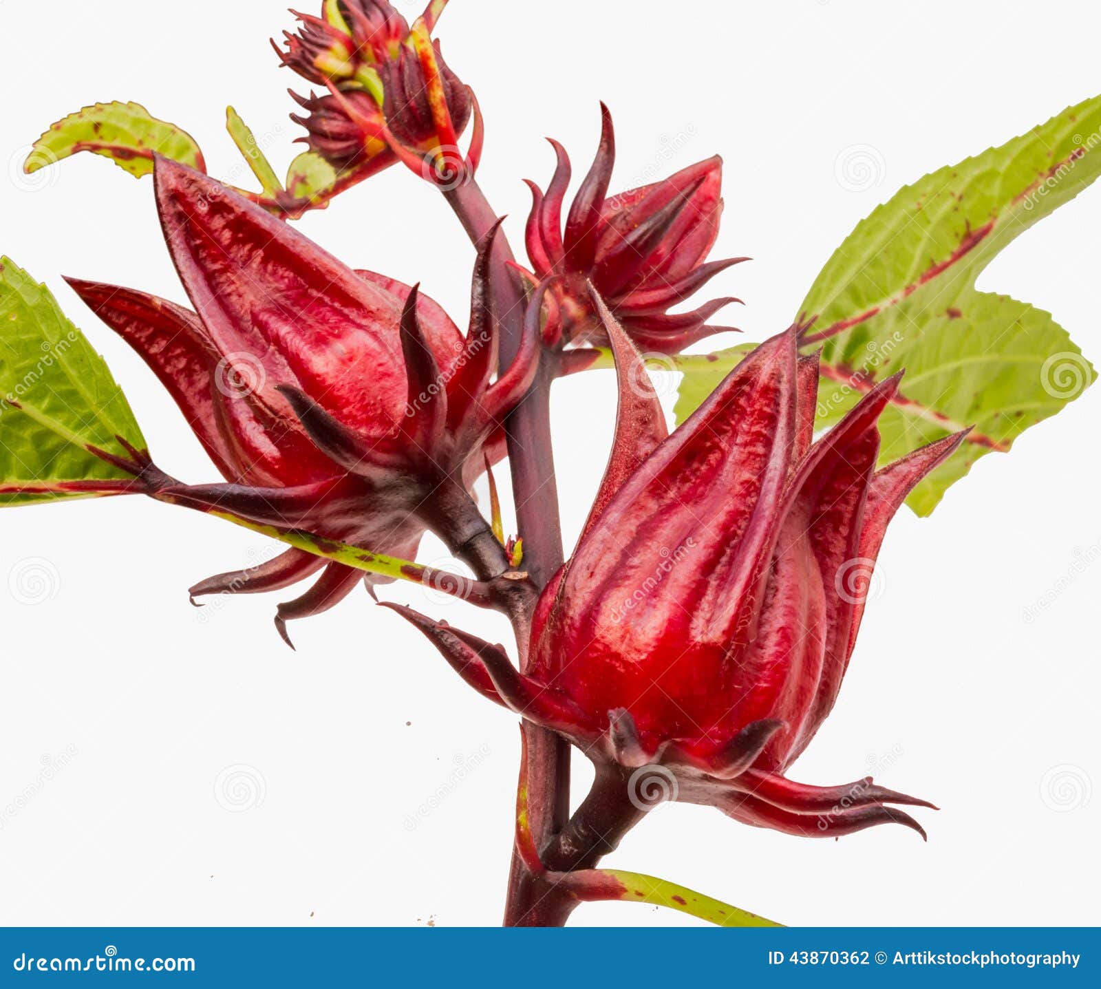 Roselle stock photo. Image of fruit, roselle, fruits - 43870362
