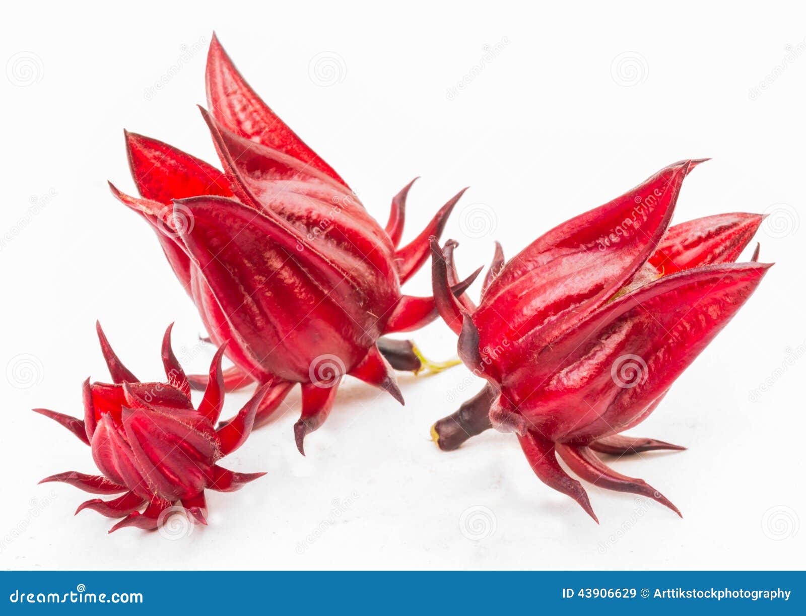 Roselle stock image. Image of sepals, roselle, refreshing - 43906629