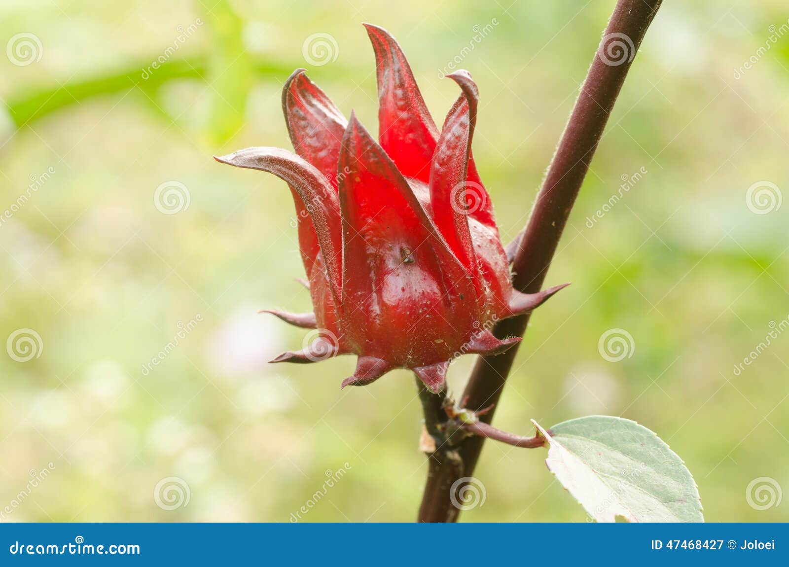 Roselle stock image. Image of calyces, bloom, exotic - 47468427