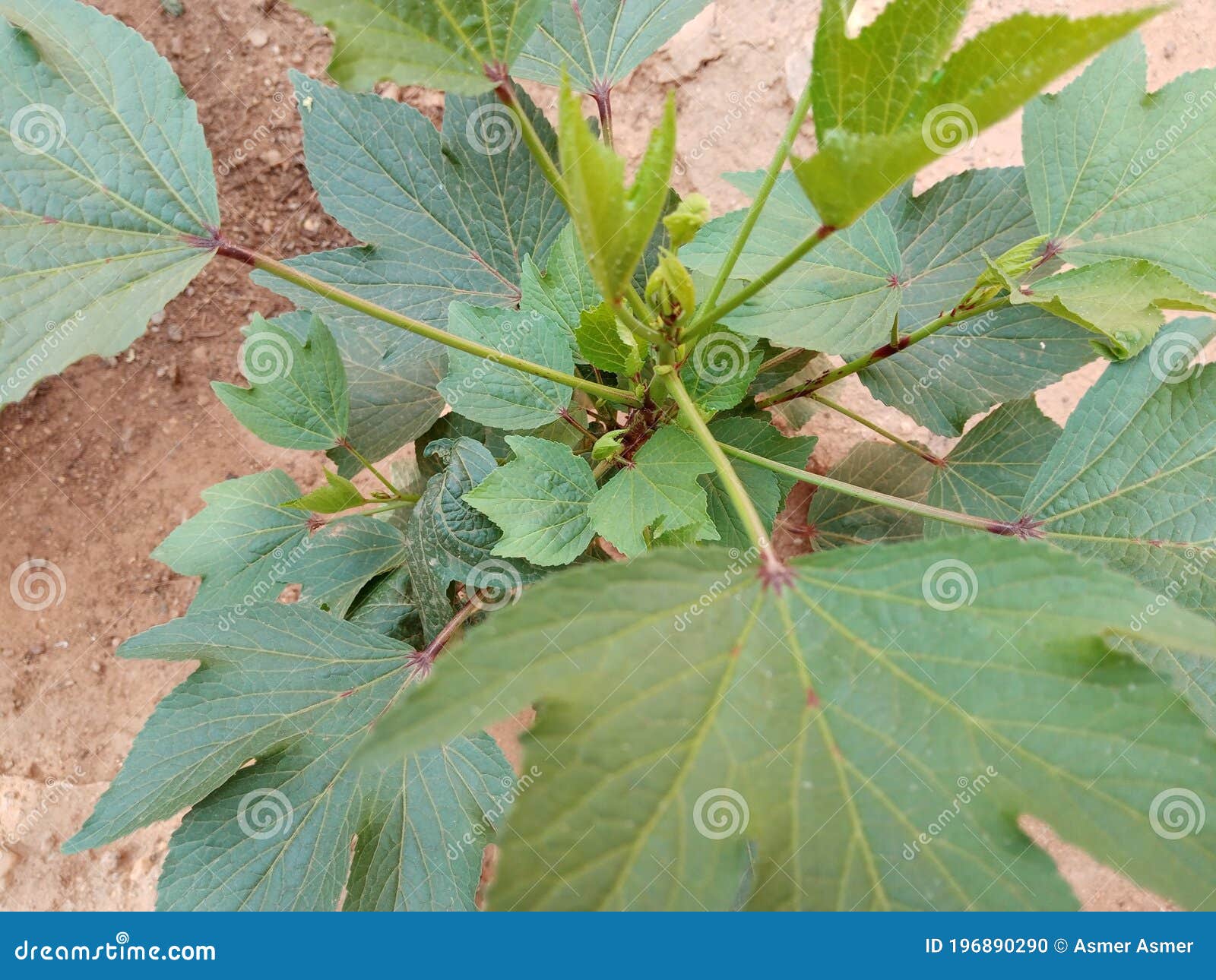 Roselle tree . stock photo. Image of healthcare, food - 196890290