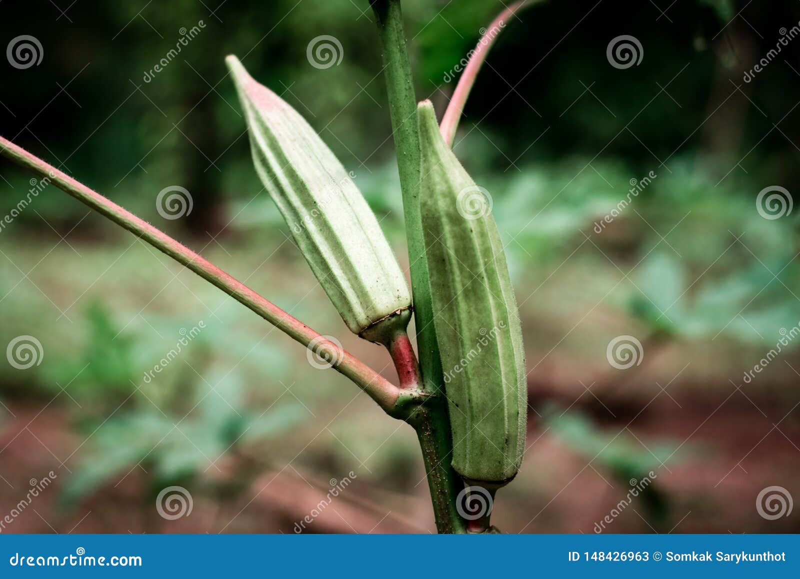 Green roselle on tree stock image. Image of outdoor - 148426963