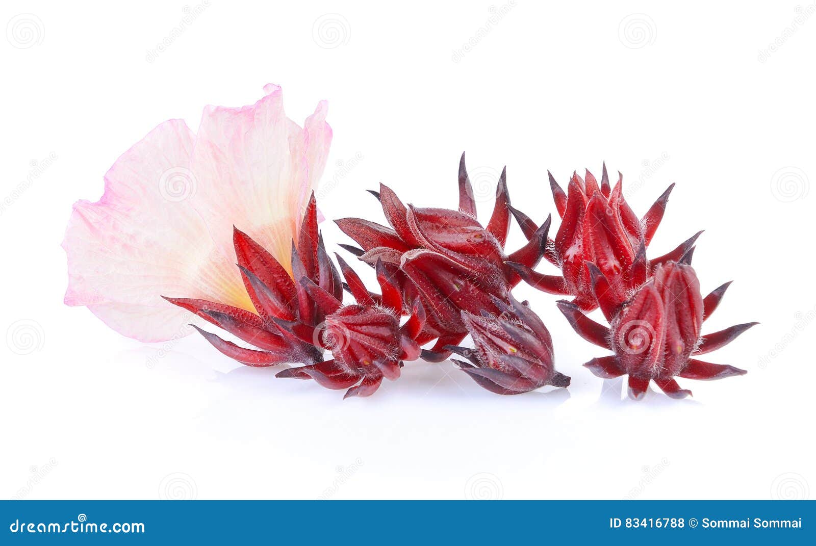 Roselle on White Background Stock Photo - Image of rose, plant: 83416788