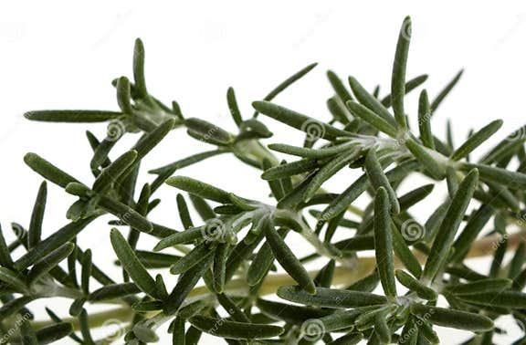 Rosemary stock photo. Image of stalk, healthy, aromatic - 12493856