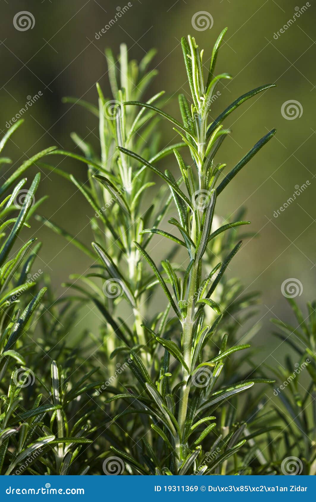 Rosemary stock image. Image of ingredient, bunch, plant - 19311369