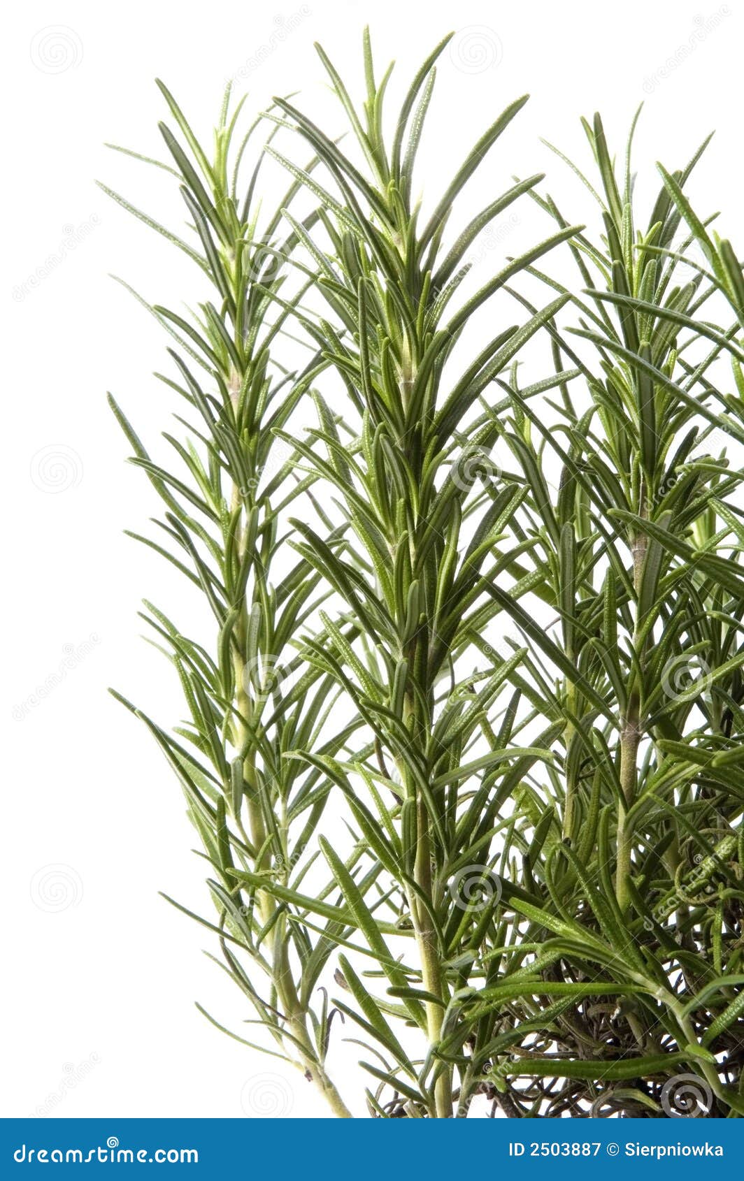 Rosemary stock image. Image of cute, countries, kitchen - 2503887