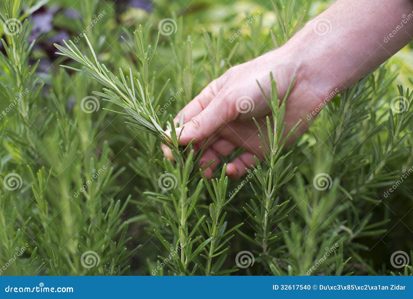 Rosemary photo stock. Image du détail, serre, couleur - 32617540