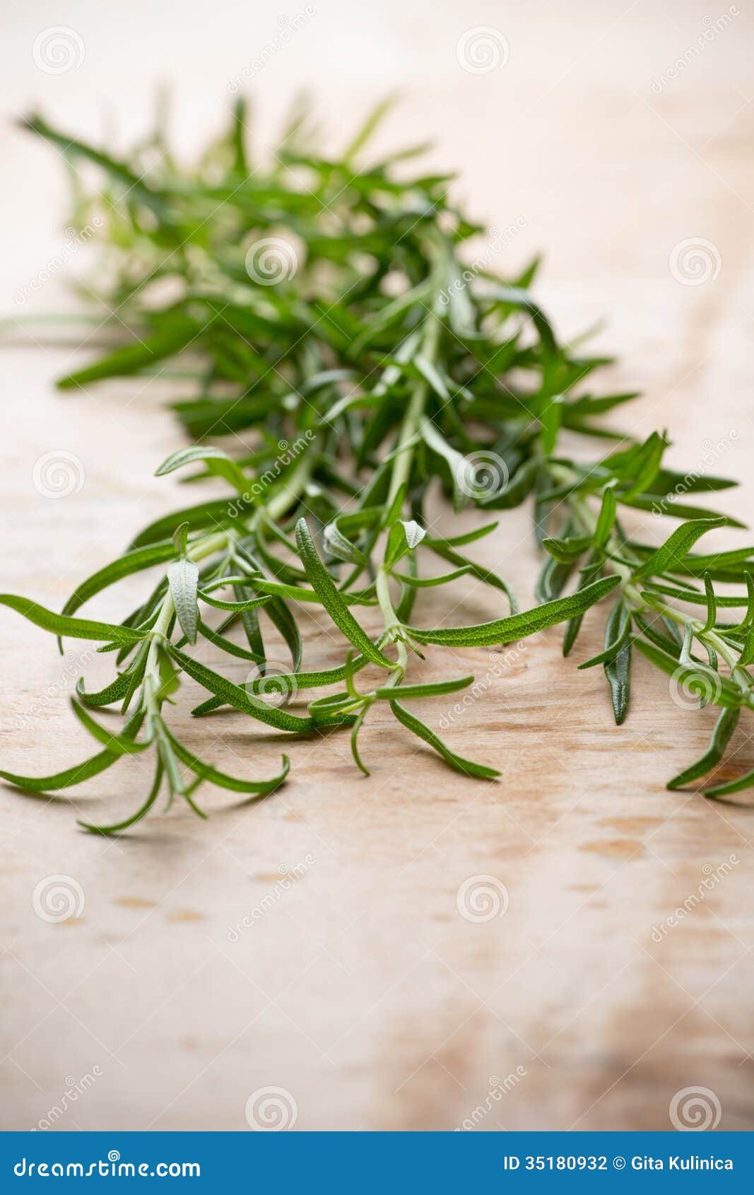 Rosemary. photo stock. Image du centrales, origan, fermer - 35180932