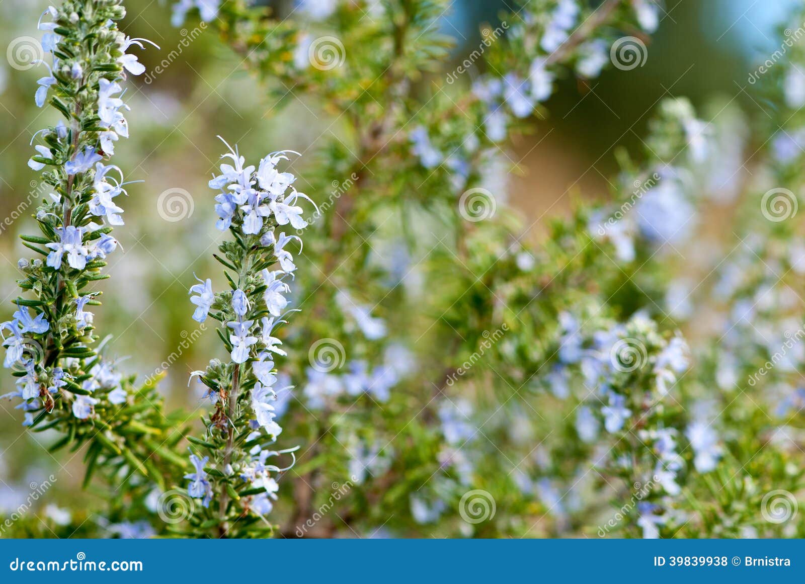 Rosemary photo stock. Image du frais, cuisinier, organique - 39839938