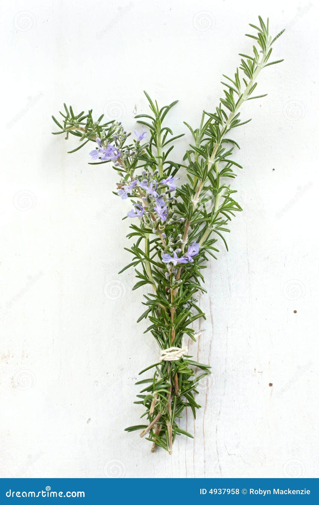 Rosemary stock photo. Image of flowers, string, mauve - 4937958