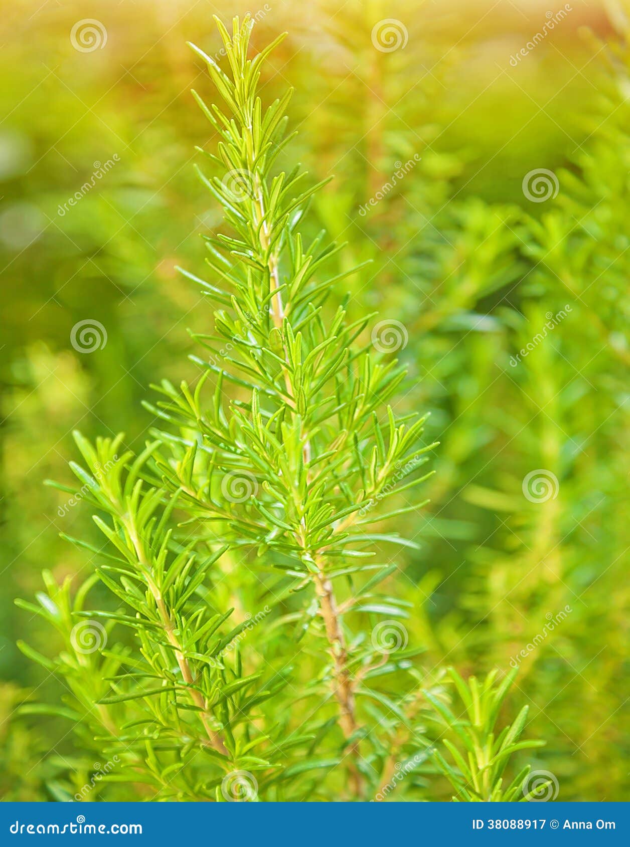 Rosemary background stock image. Image of garden, agriculture - 38088917