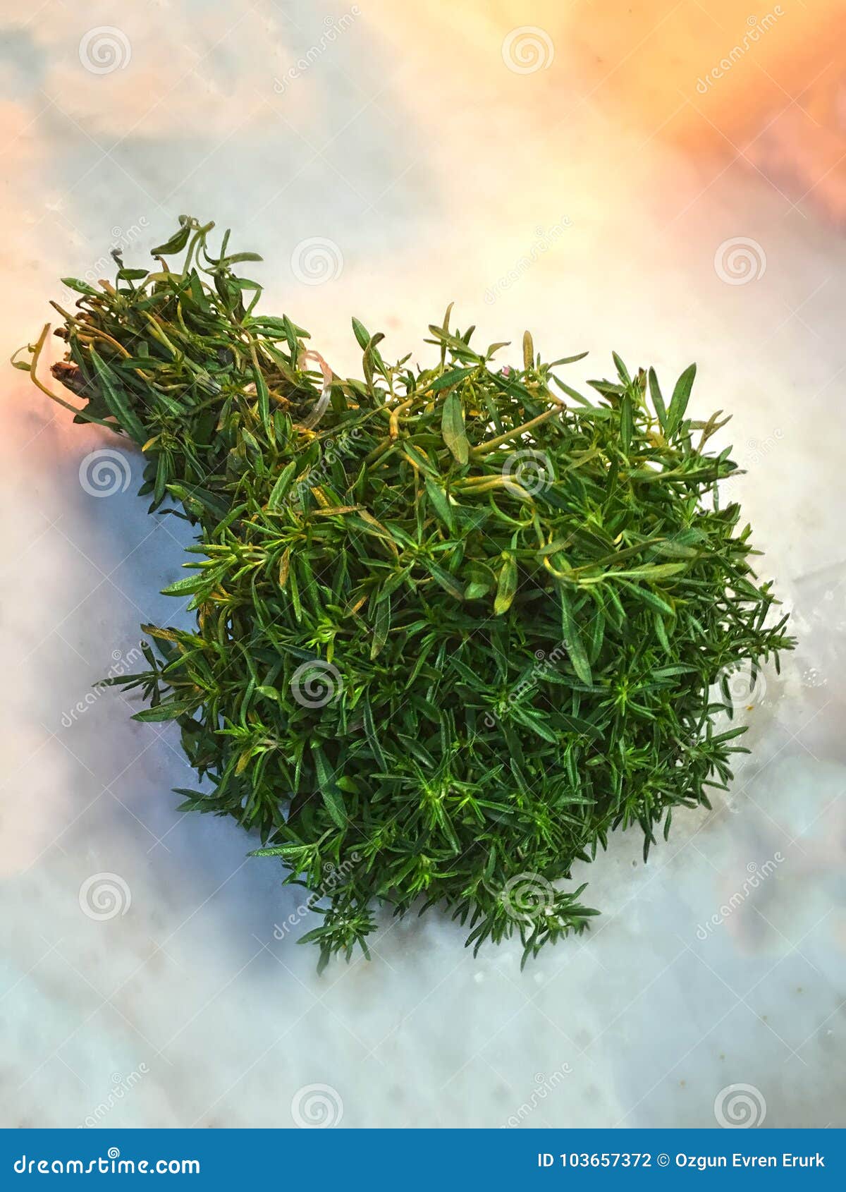 Rosemary Background Isolate Stock Photo - Image of aroma, garden: 103657372