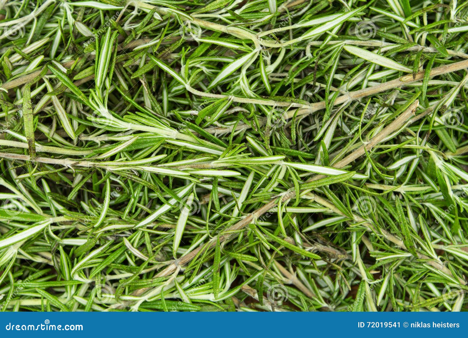 Rosemary Background stock image. Image of branch, kitchen - 72019541