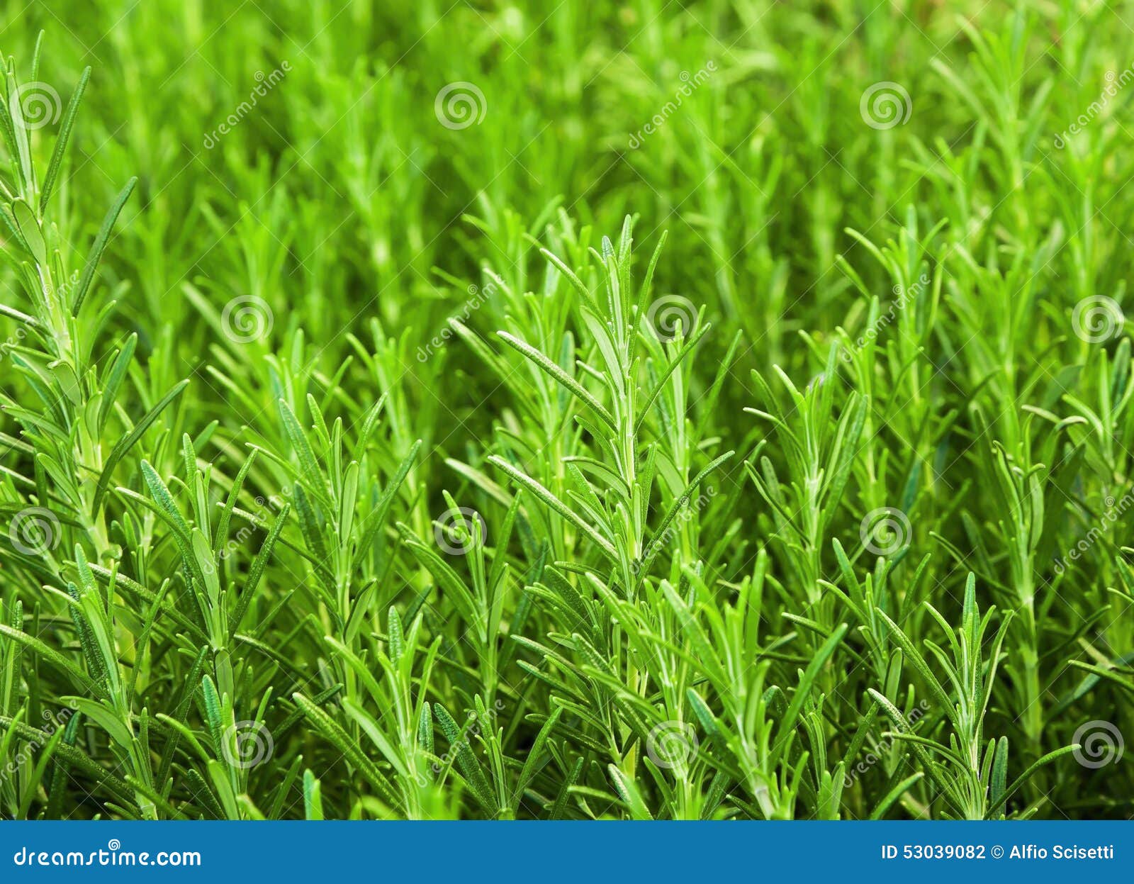 Rosemary stock photo. Image of medicine, leaves, green - 53039082