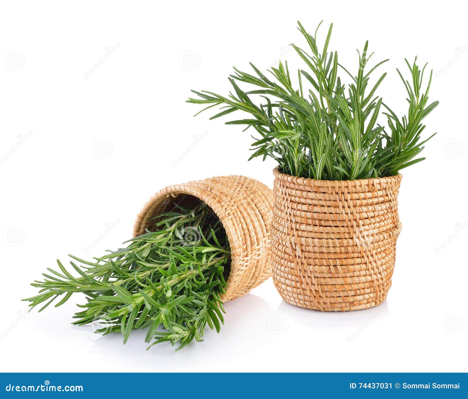 Rosemary in basket stock image. Image of herbal, healthy - 74437031
