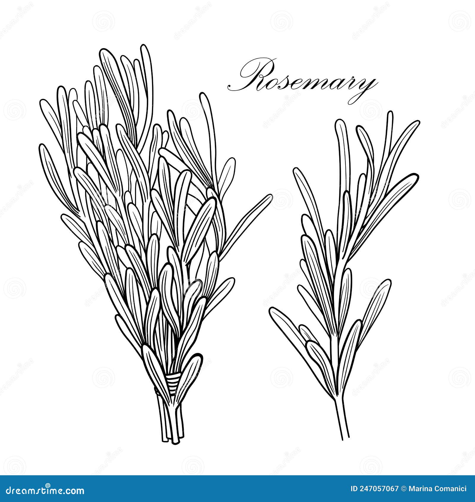 Vector Rosemary Illustration Isolated In Cartoon Style. Herbs And ...