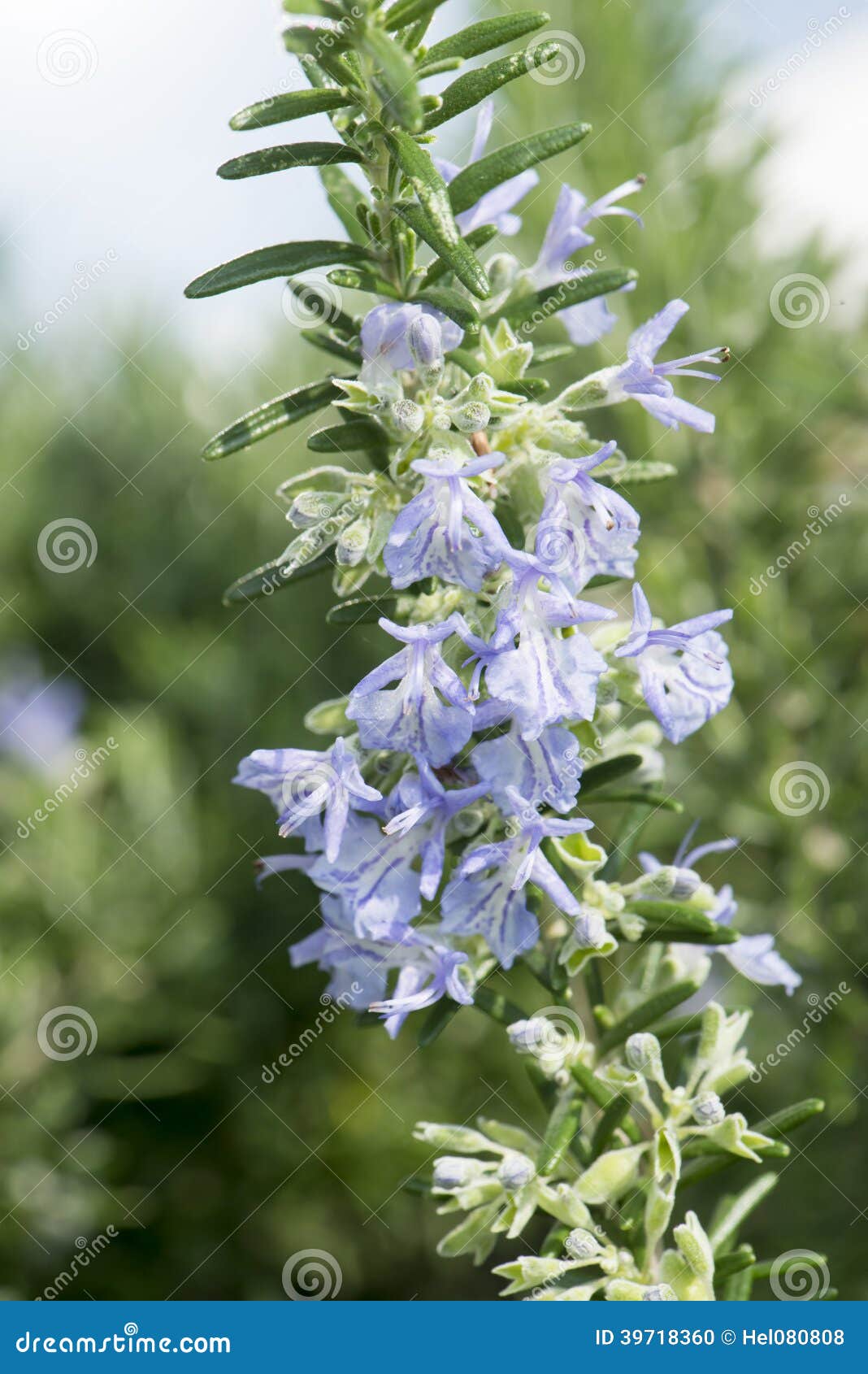 Rosemary Flowering in Spring. Rosemary Green Needles and Blue Blossoms ...