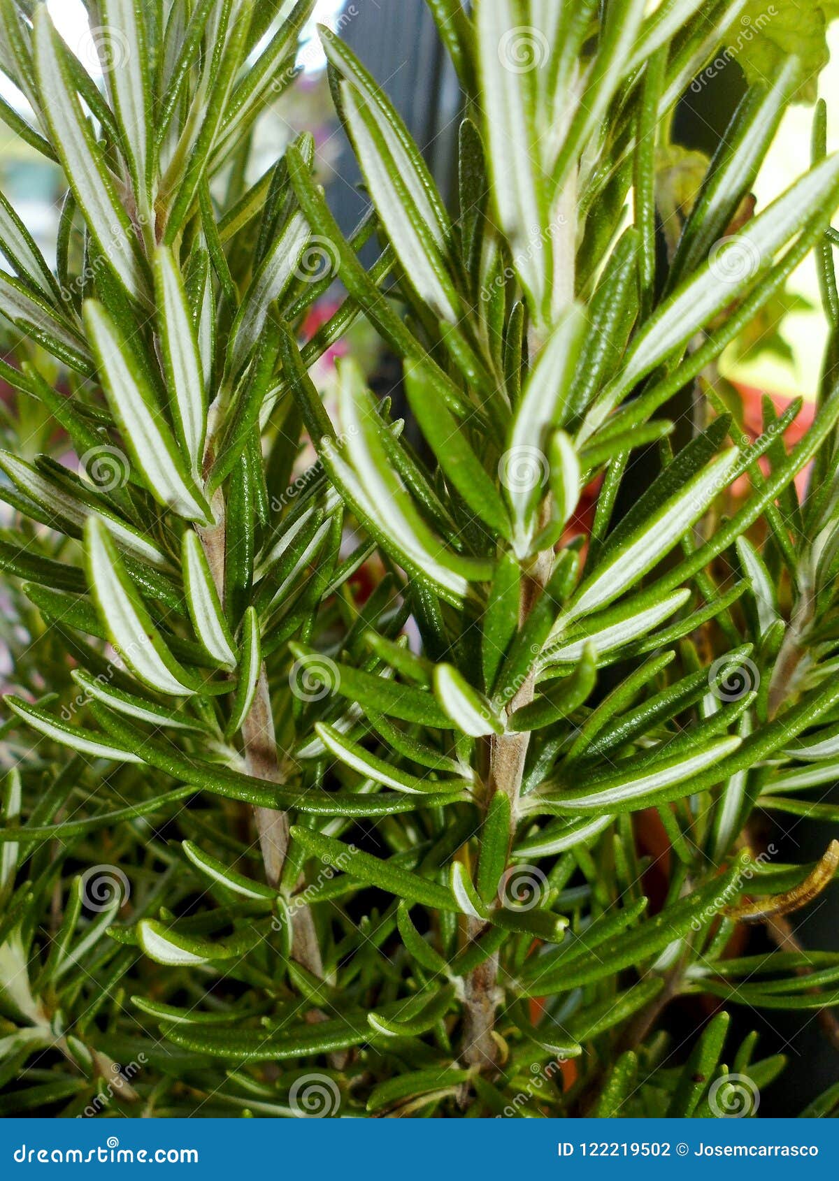 Rosemary Branches in Spring Stock Photo - Image of background, close ...