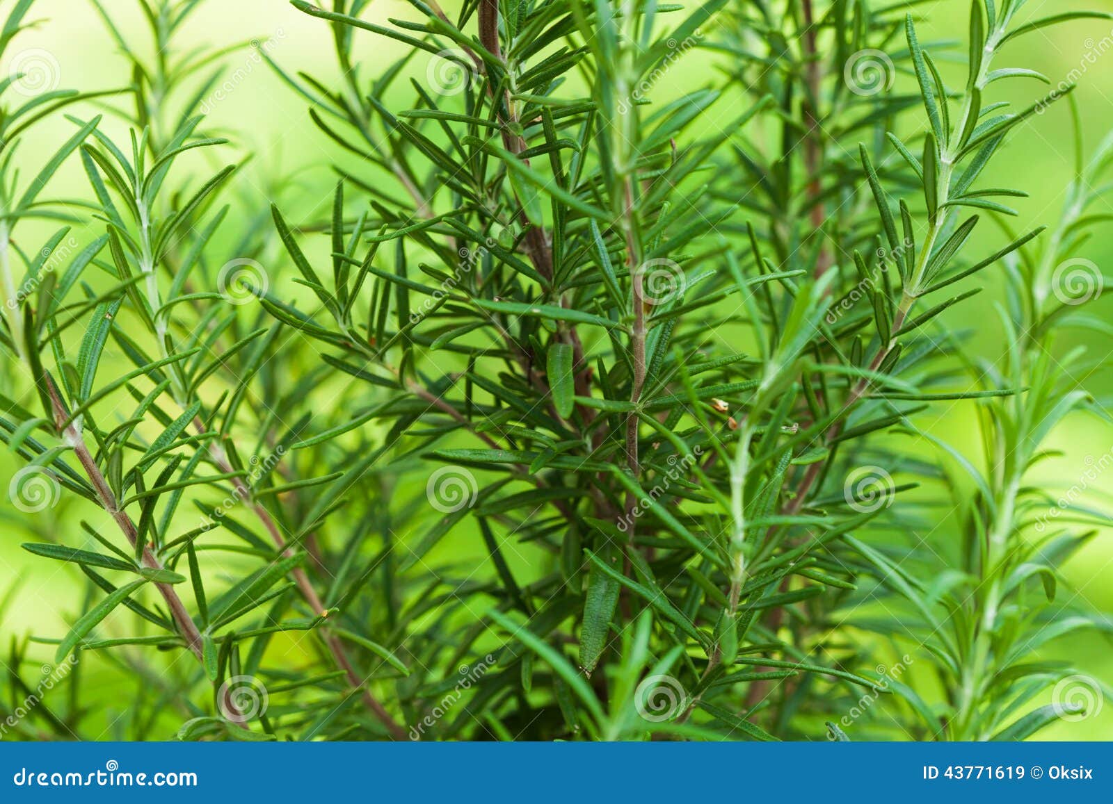 Rosemary bush stock image. Image of twig, fragrant, organic - 43771619