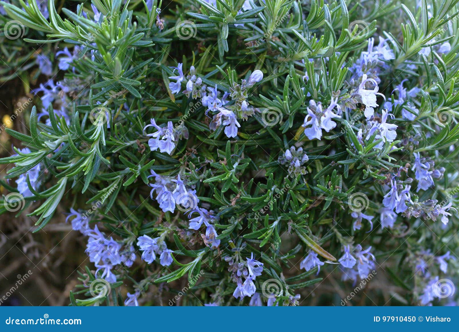 Rosemary stock photo. Image of fragrant, shrub, flowering - 97910450