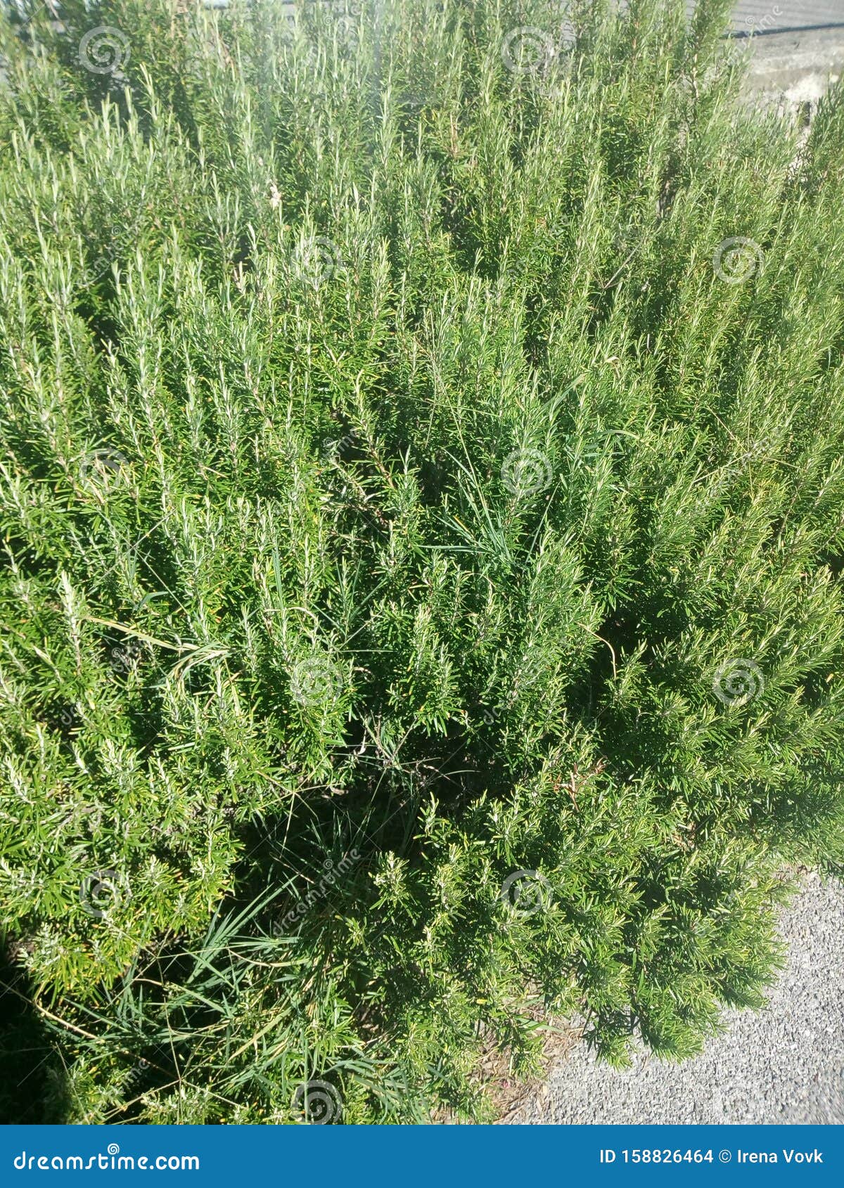 Rosemary Bush Vegetable Plant Stock Photo - Image of bush, rosemary ...
