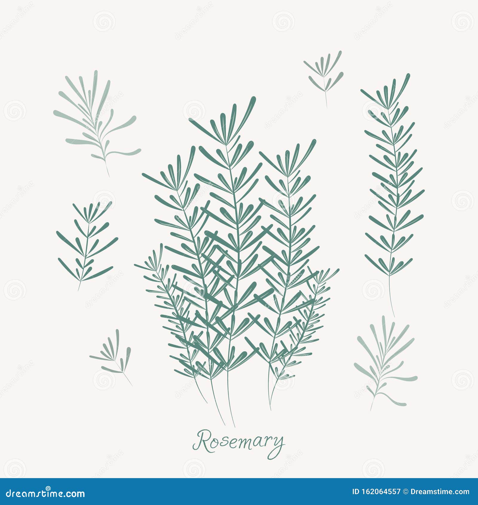 Rosemary Elements. Rosemary Herbs Isolated Stock Vector - Illustration ...
