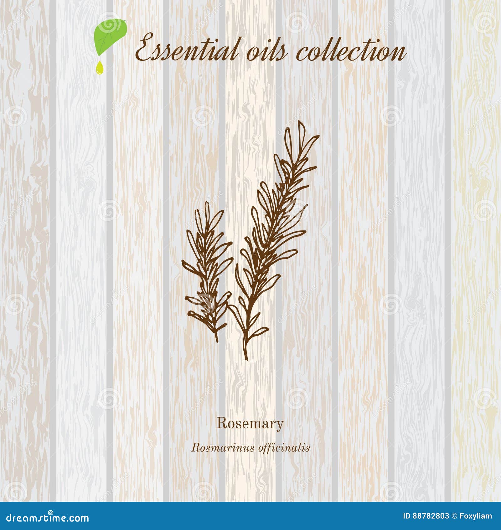 Rosemary, Essential Oil Label, Aromatic Plant Stock Vector ...