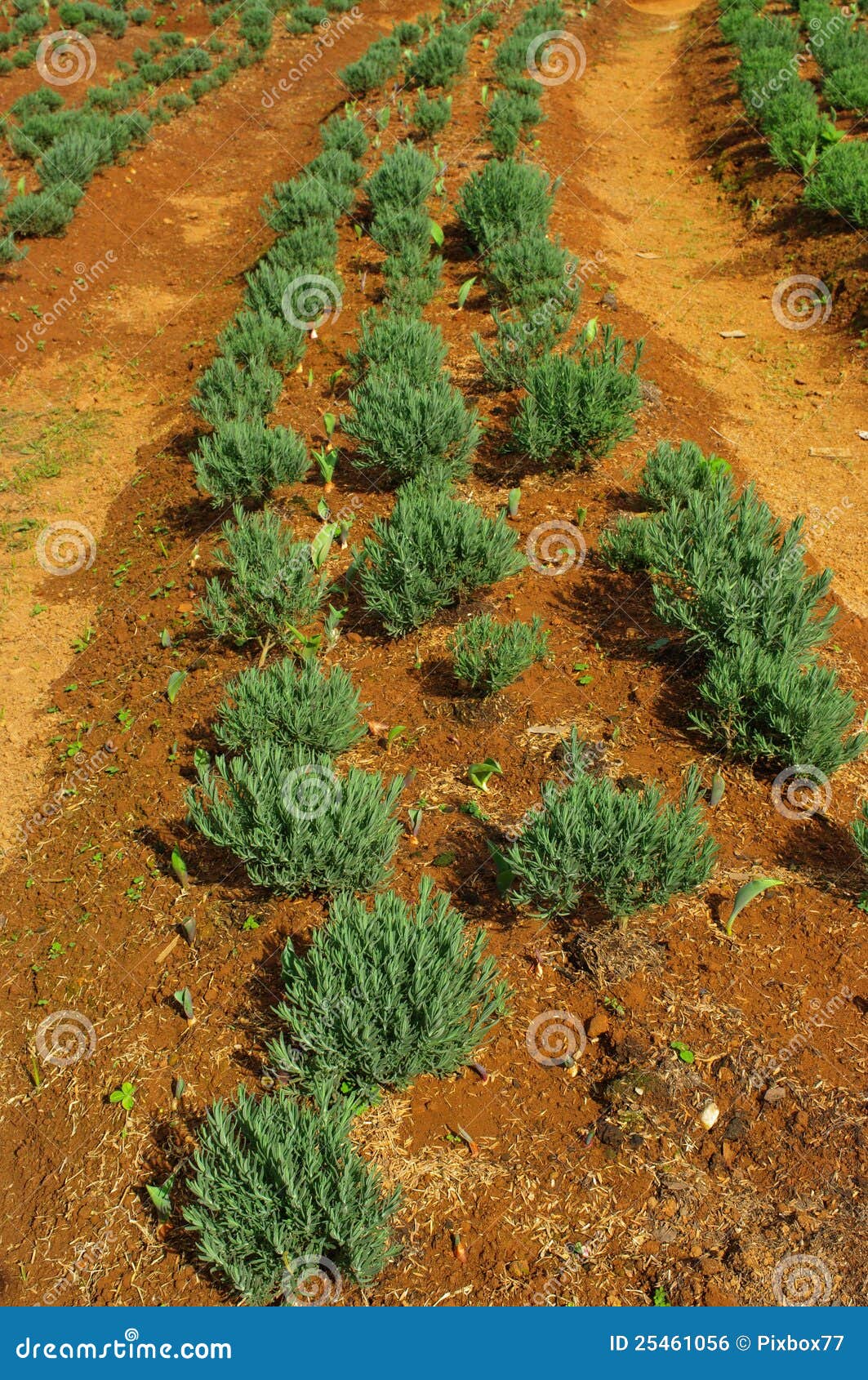 Rosemary farm stock photo. Image of aromatic, green, food - 25461056