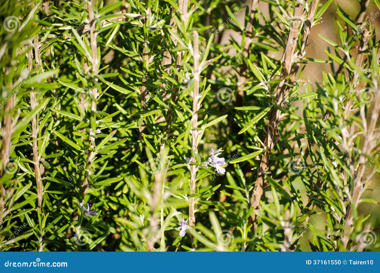 Rosemary in field stock photo. Image of cultivated, herb - 37161550