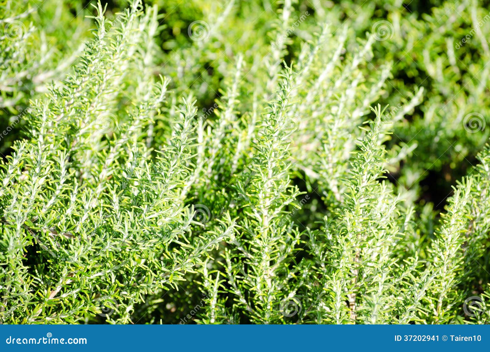 Rosemary in field stock image. Image of head, crop, beauty - 37202941