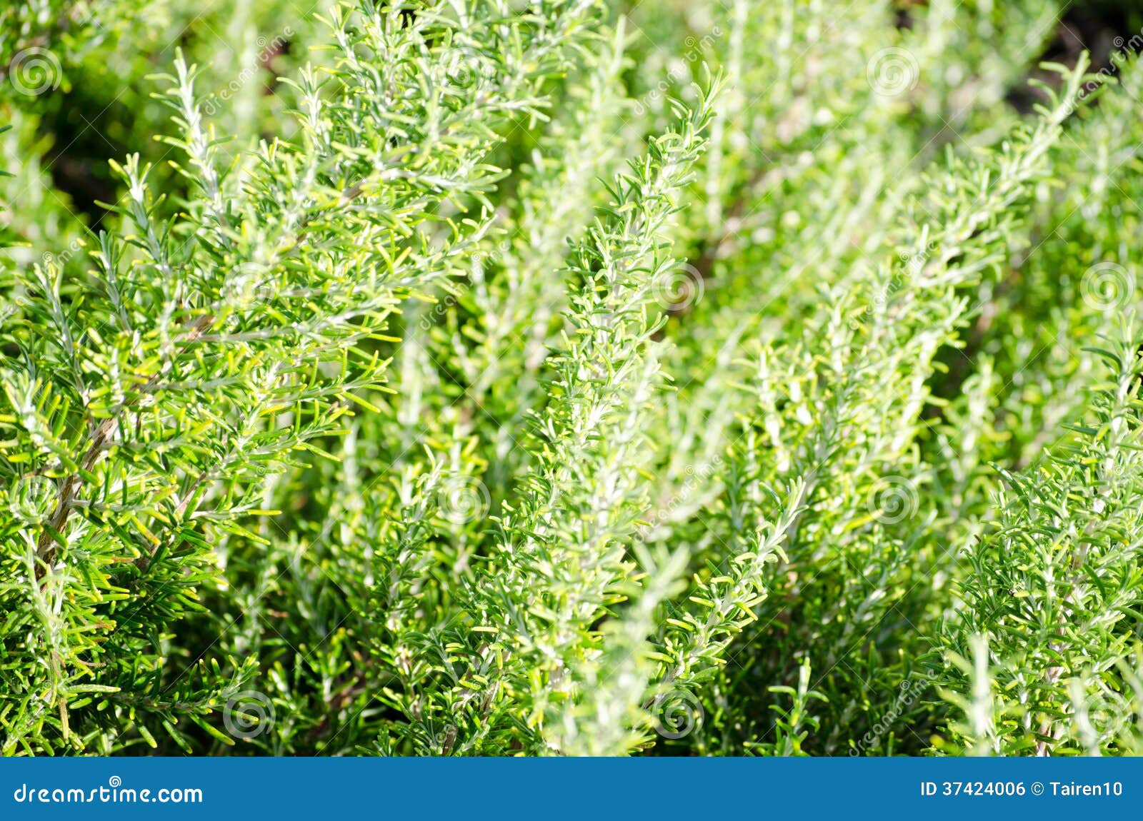 Rosemary in field stock photo. Image of natural, herb - 37424006