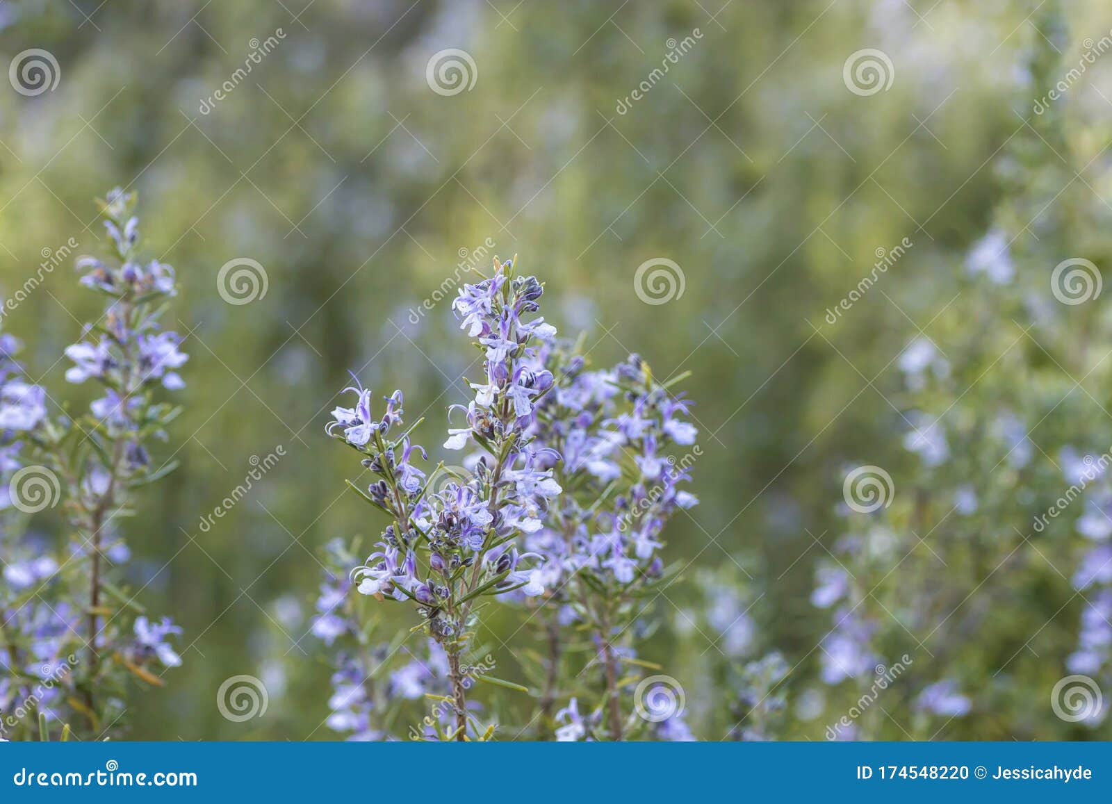 Rosemary Flowering in Spring Stock Photo - Image of blooming, food ...