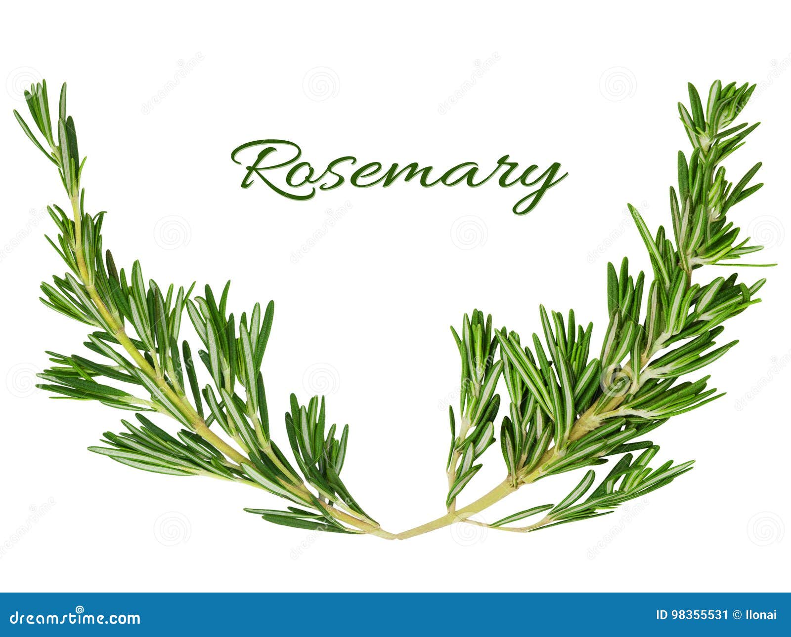 Rosemary Frame Element Forms. Stock Image - Image of bunch, flavorful ...