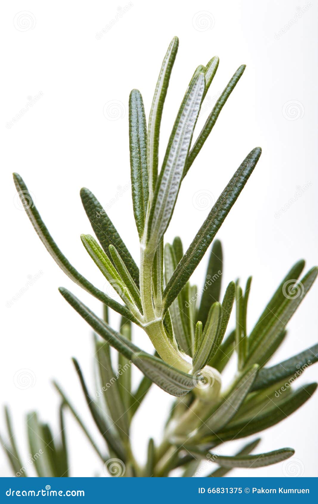 Rosemary stock image. Image of aromatic, culinary, harvest - 66831375