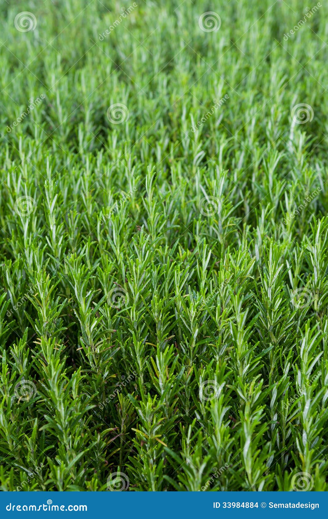 Rosemary stock photo. Image of nature, freshness, ingredient - 33984884