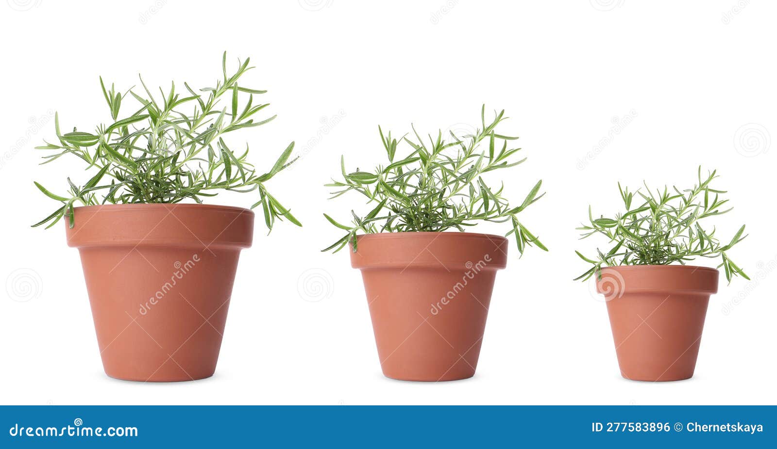 Rosemary Growing in Pots Isolated on White, Different Sizes Stock Photo ...