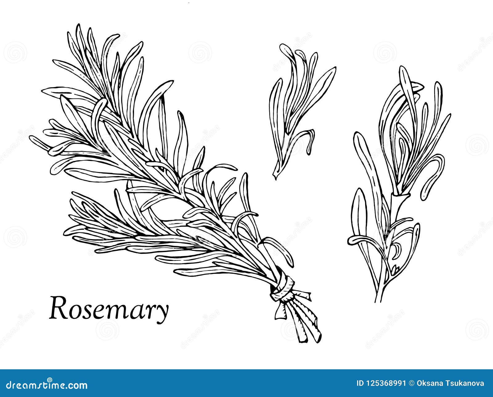 Rosemary Hand Drawn Outline Elements Stock Vector - Illustration of ...