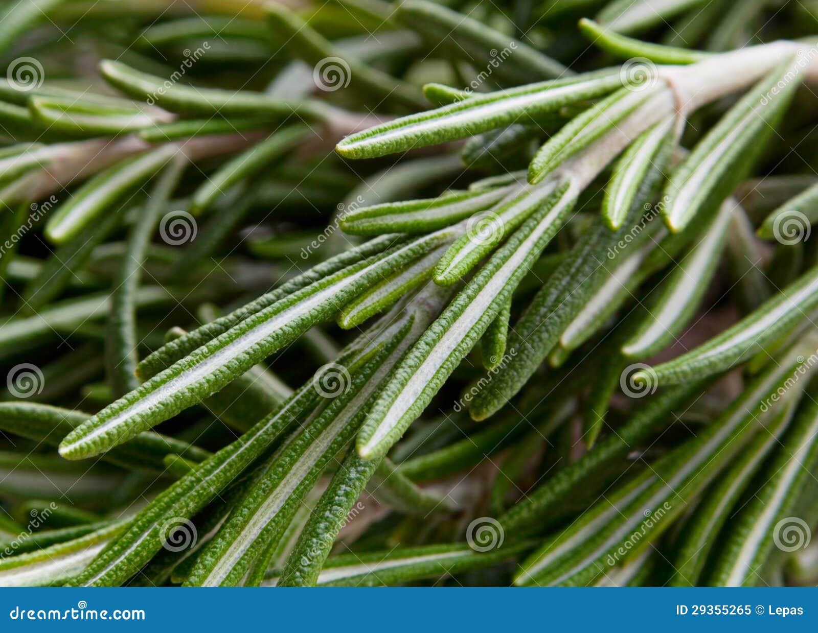 Rosemary Herb And Essence Stock Photography | CartoonDealer.com #11666900