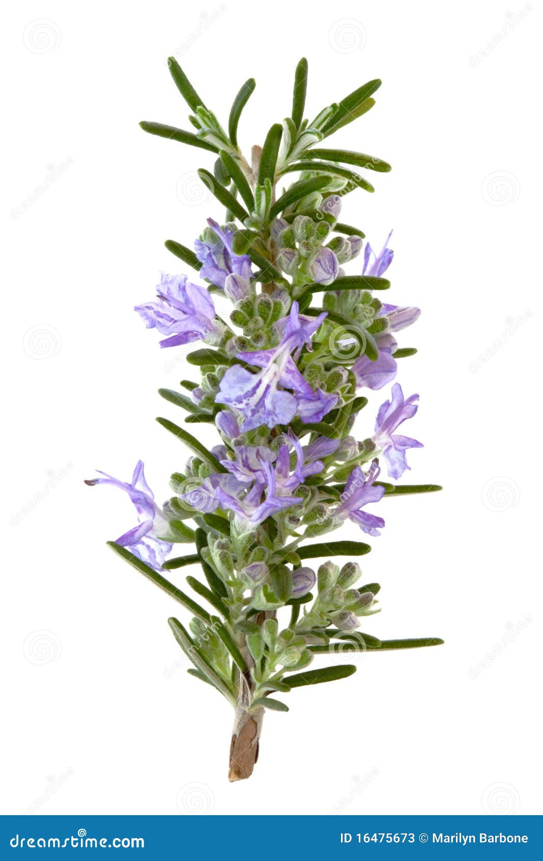 Rosemary Herb Flowers stock image. Image of plant, flora - 16475673