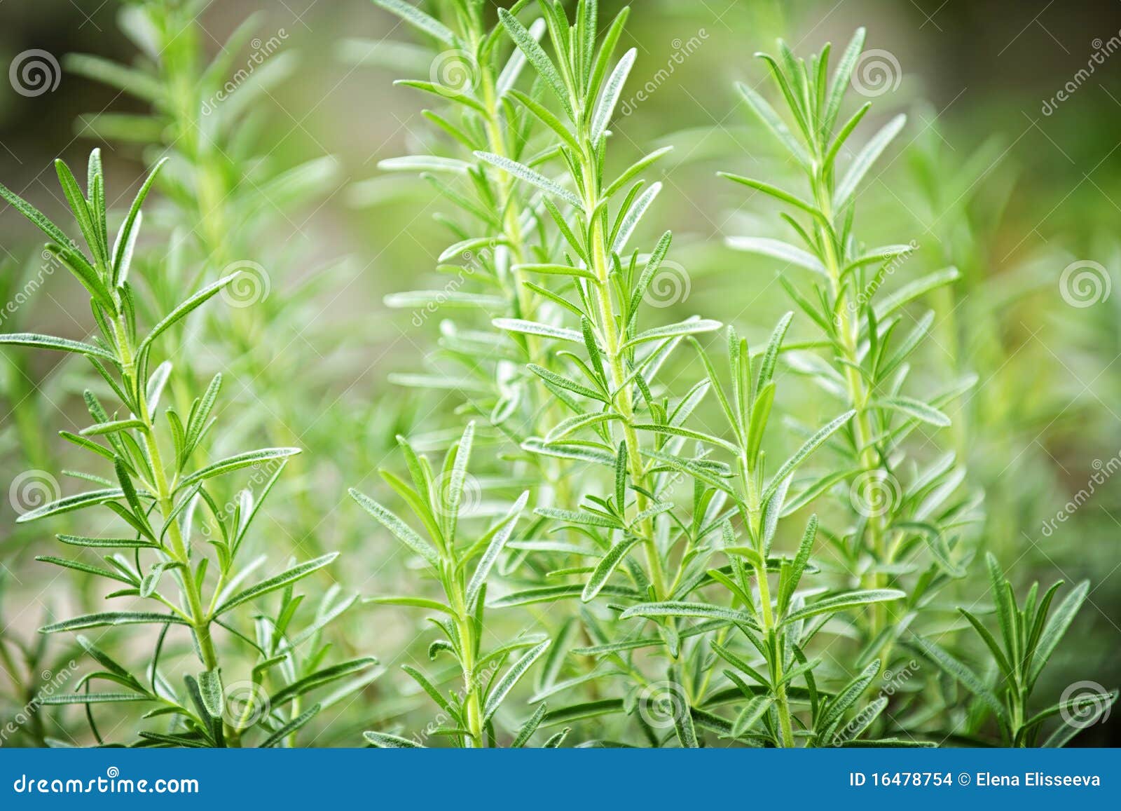 Rosemary herb plants stock photo. Image of ingredient - 16478754
