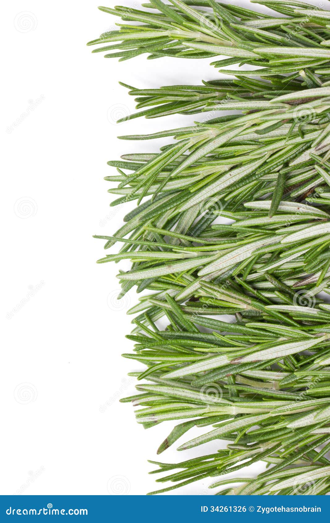 Rosemary Herbal Frame. foto de archivo. Imagen de fresco - 34261326