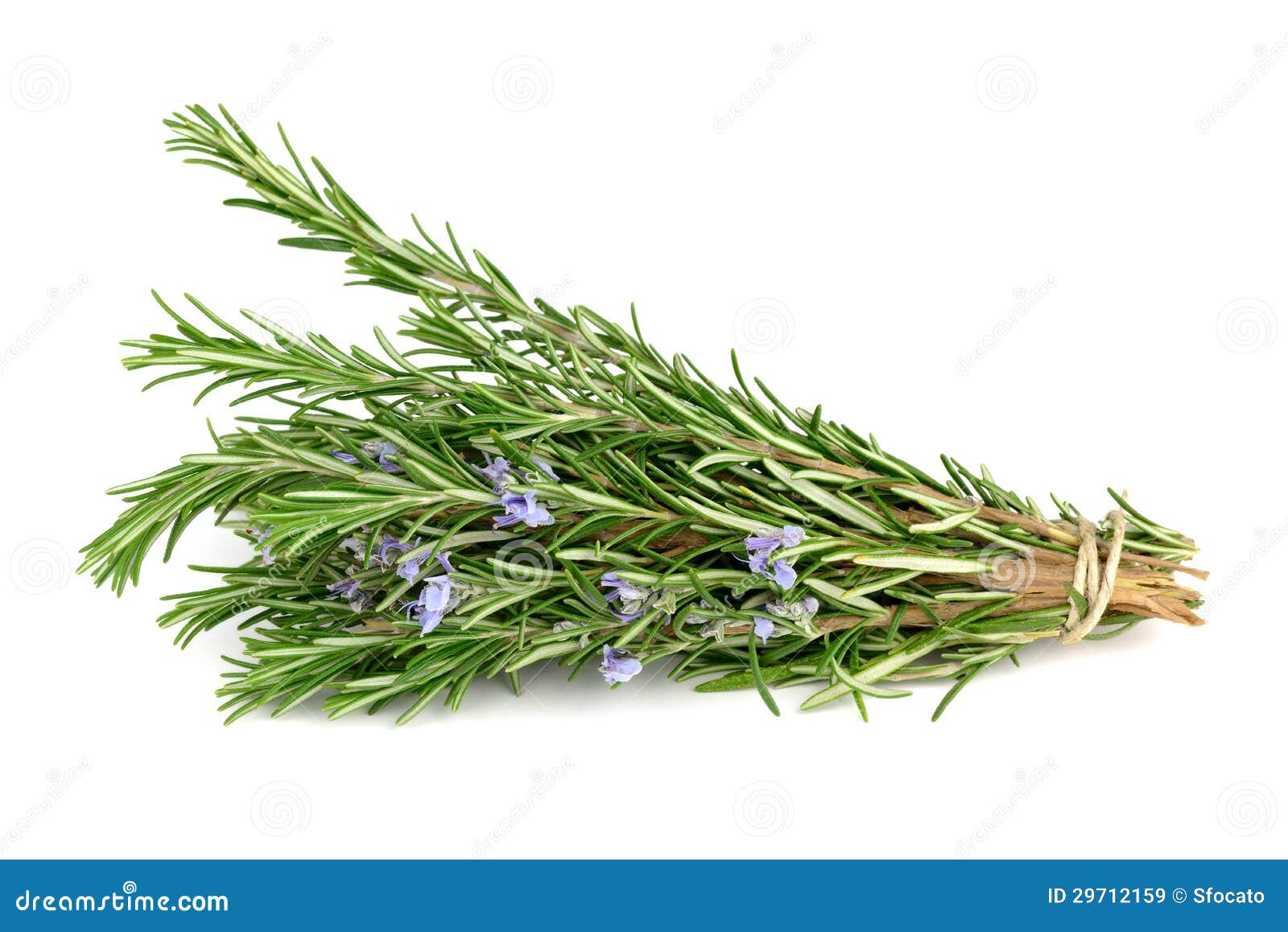 Rosemary isolated on white stock image. Image of organic - 29712159