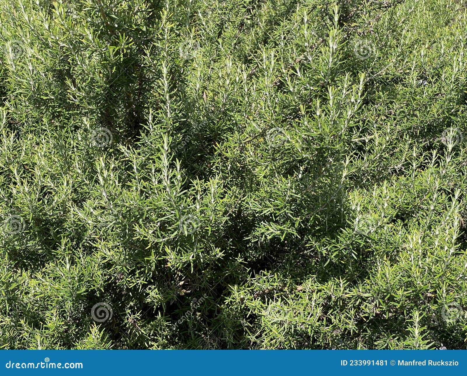 Rosemary officinalis stock image. Image of medicinal - 233991481