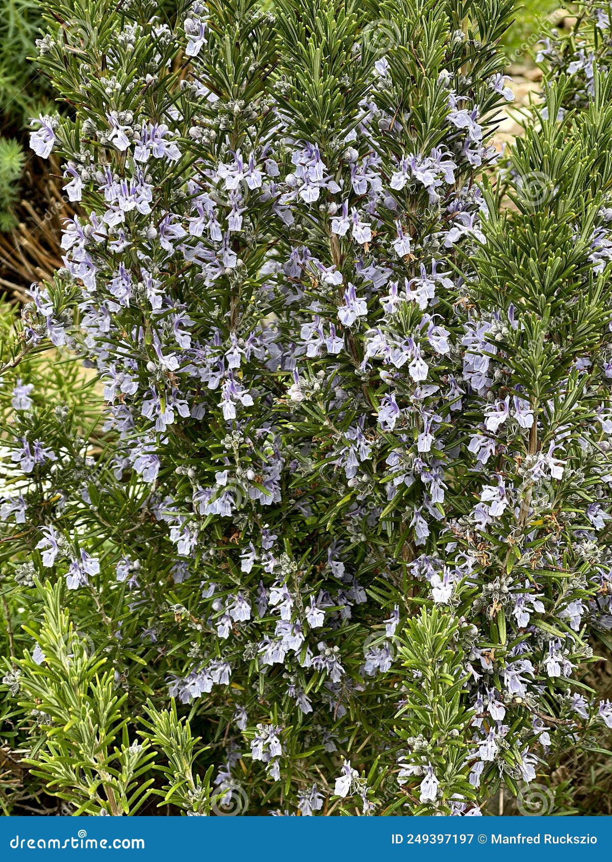 Rosemary officinalis stock image. Image of seasoning - 249397197